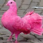 Pink Pigeon: คำอธิบายสายพันธุ์และพื้นที่ที่อยู่อาศัยในธรรมชาติสถานะความปลอดภัย 224_3