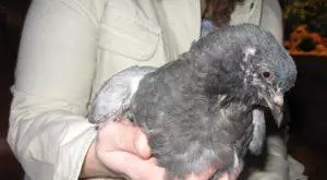 อาการ Salmonellaz ในนกพิราบยารักษาและป้องกัน
