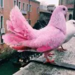 Pink Pigeon: คำอธิบายสายพันธุ์และพื้นที่ที่อยู่อาศัยในธรรมชาติสถานะความปลอดภัย 224_6