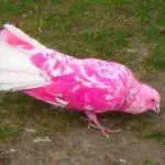 Pink Pigeon: คำอธิบายสายพันธุ์และพื้นที่ที่อยู่อาศัยในธรรมชาติสถานะความปลอดภัย 224_7