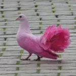 Pink Pigeon: คำอธิบายสายพันธุ์และพื้นที่ที่อยู่อาศัยในธรรมชาติสถานะความปลอดภัย 224_8