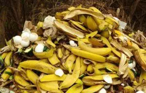 Recept för gödselmedel från bananskal för växter och hur man ansöker matning