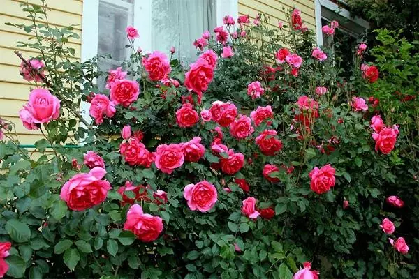 Rose-parade: Beskriuwing fan it ferskaat en skaaimerken, lâning en soarchregels