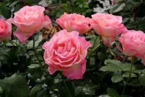 Opis najlepszych odmian Róże Grandiflora, Rosnąca technologia