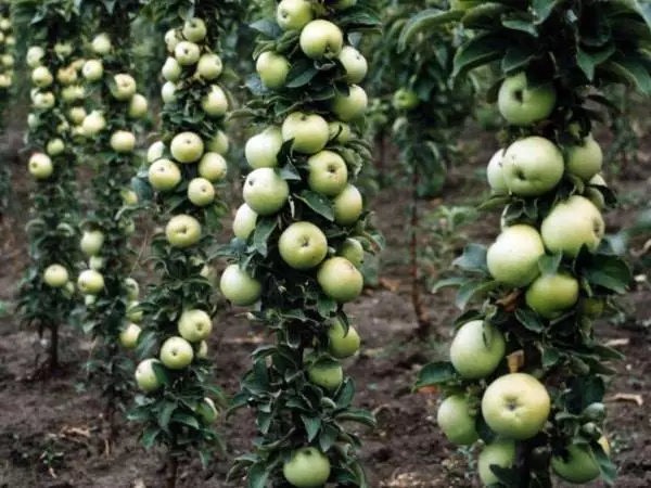 Apple Tree Colon-formet Malueha: Beskrivelse og karakteristika for sorter, Landing og omsorg med fotos