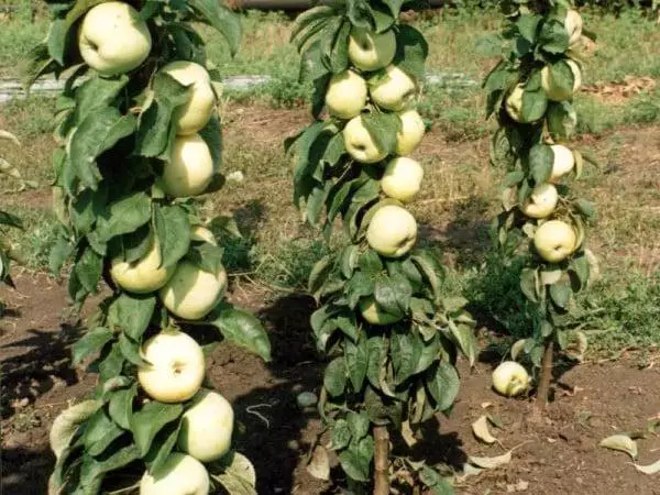 ვაშლის ხე Malyuha