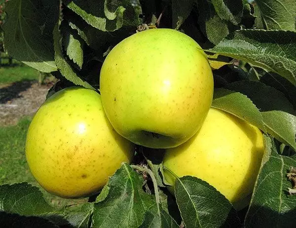 Jabłoń Malyuha.