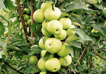 Apple tree malyuha
