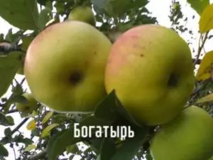 Opis różnorodnych jabłek bogatyr, zalet i wad, rosnących w regionach