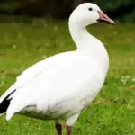 Cudurada Duck: Cinwaanno iyo astaamo, daaweyn guriga 228_10