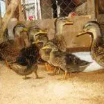 Duck ရောဂါများ - ခေါင်းစဉ်များနှင့်ရောဂါလက္ခဏာများ, အိမ်တွင်ကုသမှု 228_18