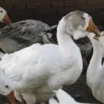 Cudurada Duck: Cinwaanno iyo astaamo, daaweyn guriga 228_24