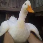 Cudurada Duck: Cinwaanno iyo astaamo, daaweyn guriga 228_26