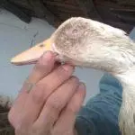 Cudurada Duck: Cinwaanno iyo astaamo, daaweyn guriga 228_27