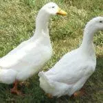 Cudurada Duck: Cinwaanno iyo astaamo, daaweyn guriga 228_28