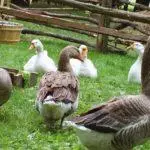 Cudurada Duck: Cinwaanno iyo astaamo, daaweyn guriga 228_4