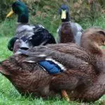 Cudurada Duck: Cinwaanno iyo astaamo, daaweyn guriga 228_5
