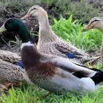 Duck ရောဂါများ - ခေါင်းစဉ်များနှင့်ရောဂါလက္ခဏာများ, အိမ်တွင်ကုသမှု 228_6