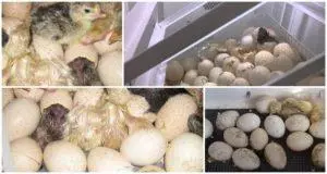 Table d'incubation des œufs de dinde et comment produire à la maison
