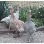 Turkey Biru: Katrangan Breed lan Karakter saka Burung Asspian, Breeding 2296_3