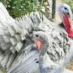 Turquia azul: descrição e características da raça de pássaros asspianos, reprodução 2296_4