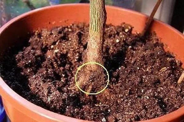 Root Rot.