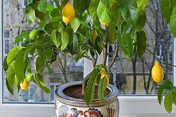 Lemons on windowsill