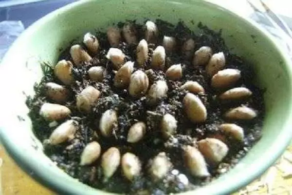 Semințe în sol