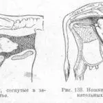 Maling pag-iwas sa fetus sa isang baka sa panahon ng panganganak: patolohiya at kung ano ang gagawin 2303_3