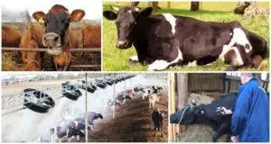 De ce transpirația vacă puternic, cauze și metode de tratament