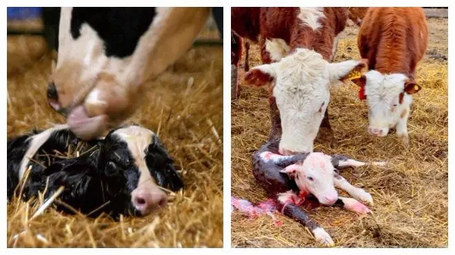 Naștere de la o vacă