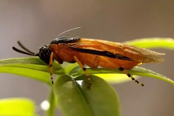 Pigułka Beetle.