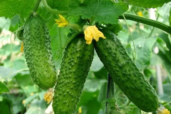 Crispy cucumbers