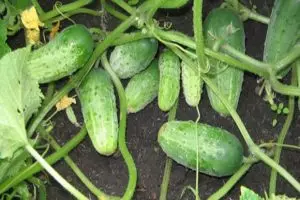 Bayanin irin cucumbers abokai ne, peculiarities na namo da kulawa