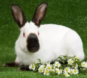 Опис и карактеристики на хималајската раса на зајаци, содржина и грижа