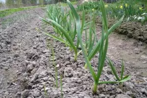 Types and use of herbicides for garlic from weeds