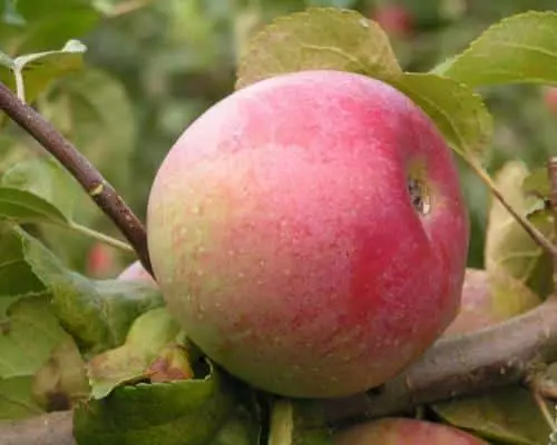 Apple Tree Beterano: argazkien barietatearen eta ezaugarrien deskribapena, lurreratzea, laborantza eta arreta argazkiekin