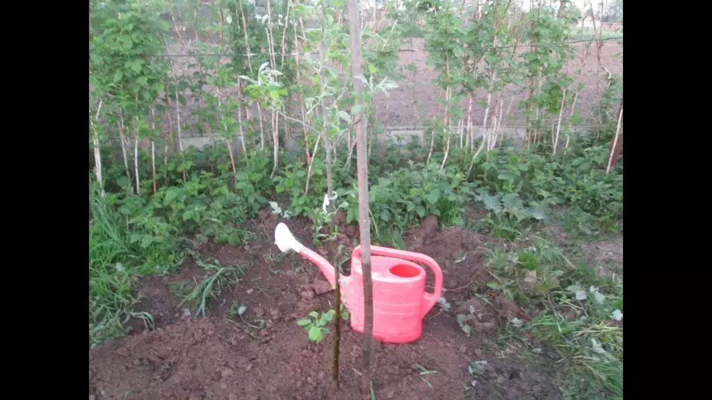 planting apple
