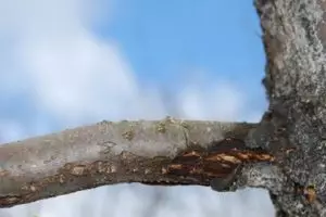 Zakaj je skupina jabolčnega drevesa črno in suha veje kot za zdravljenje drevesa in kaj storiti