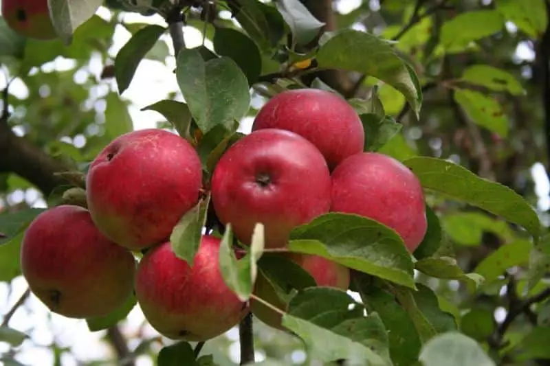 Elma ağacı gazisi