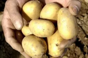 Beschrijving van de verscheidenheid aan aardappelen ULADAR, de kenmerken van cultivatie en zorg