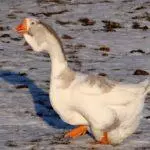 Breed panggedéna geese: Top 10 pangsaéna pikeun beternak bumi