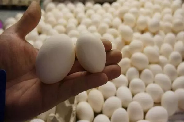 Huevos para la incubación.