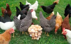 Inhalt und Pflege für Hühner zu Hause für Anfänger