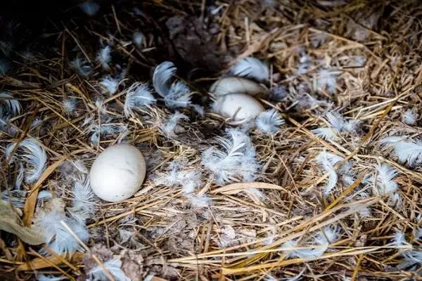 Яйца в гнездото