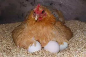 Mitu päeva või päeva nõuab kana pinnakattekanadesse, soovitusi munade valimiseks