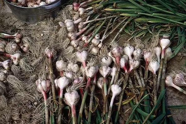 Garlic de inverno