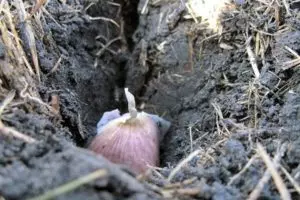 Description des variétés d'ail qui plantent des têtes entières, de la croissance et des soins