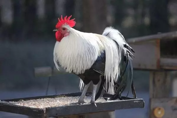 Gallo bianco