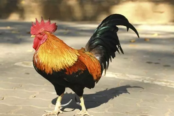 Golden Cock.